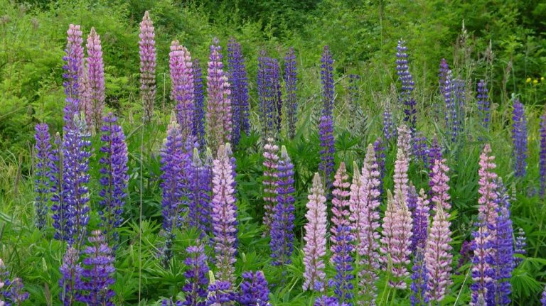 Painting Purple June Flowers – a new video – Flora Doehler Painting